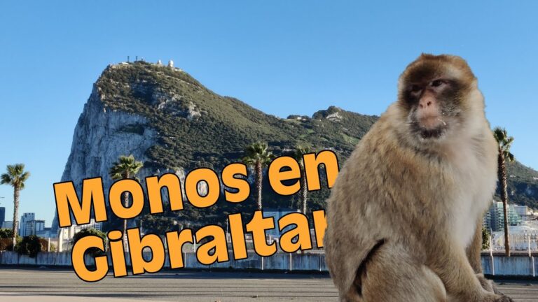 El Macaco: Cómo Vive Salvaje en Europa y Su Impacto en el Ecosistema ...